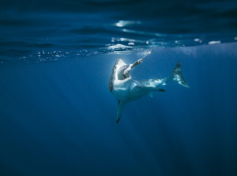 Corey Arnold, Fisherman/ Photographer - Dickerman Prints